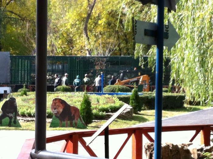 Ce se întâmplă acum cu leii interlopului Nuţu Cămătaru de la Zoo Bucov ...