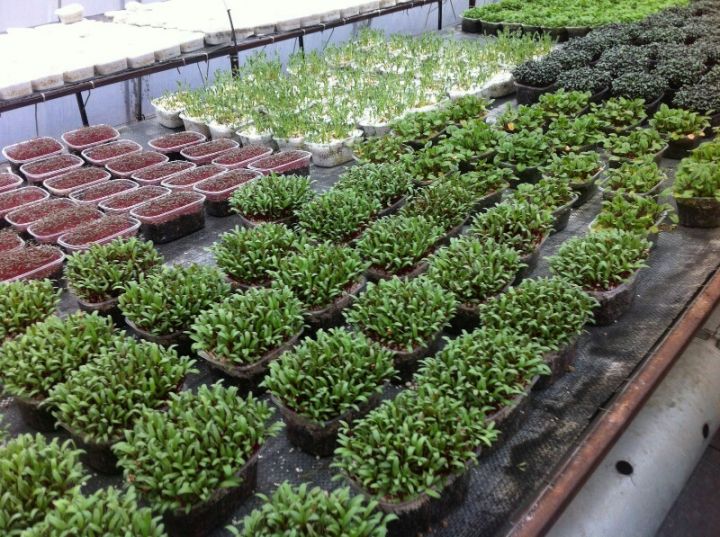 Un prahovean a dat lovitura cu o afacere unică: produce microplante ...