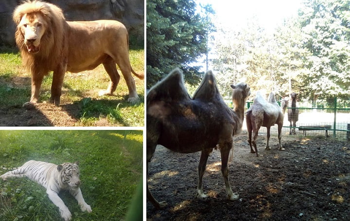 Atracția verii la ZOO Bucov! Animalele de la Circul Globus au ieșit din ...