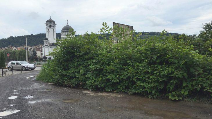 România, năpădită de cea mai invazivă plantă, troscotul japonez ...