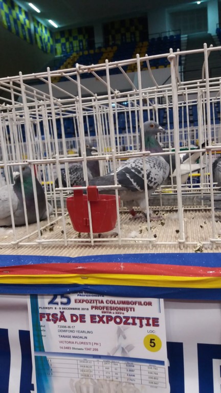 Cei mai valoroși porumbei din Prahova. Un pui de campion valorează mii ...