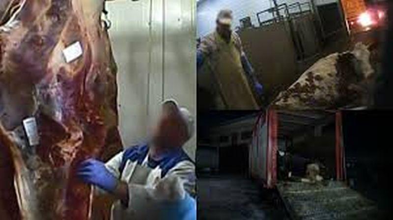 Carnea de vită din Polonia, de la animale bolnave, a ajuns și în ...