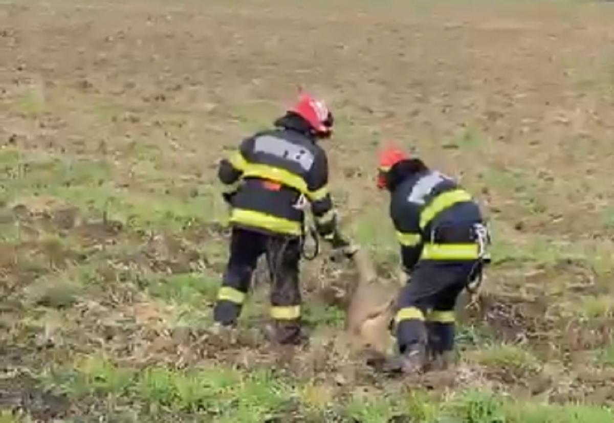 Intervenție emoționantă a pompierilor din Arad pentru salvarea unei ...