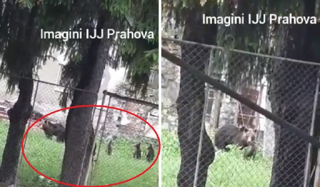 Intervenție IJJ Prahova, după ce o ursoaică și trei pui au fost zăriți ...