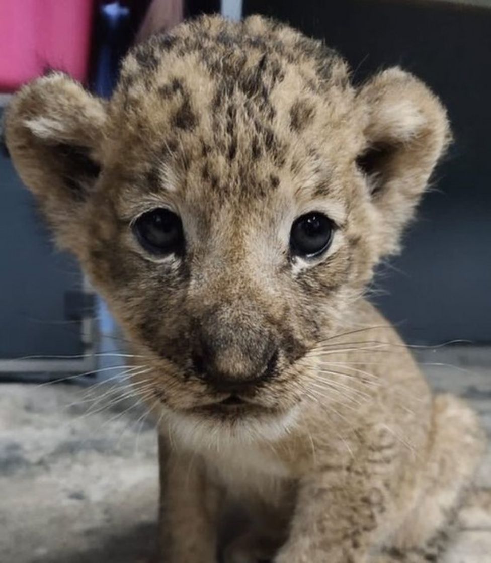 Simba, primul pui de leu conceput prin inseminare artificială, în ...