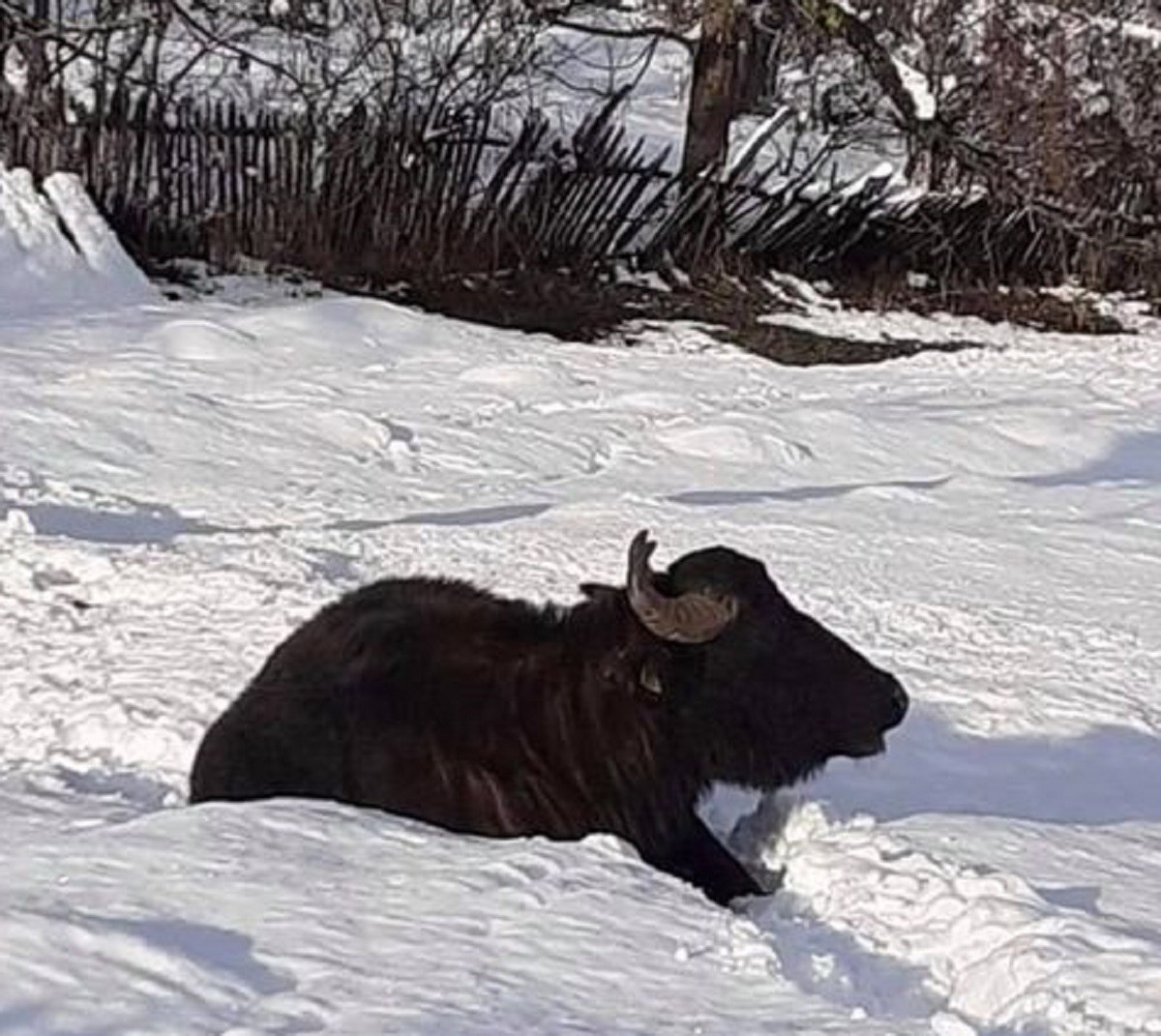 Bivol periculos, abandonat la Talea. DSVSA Prahova a demarat o anchetă ...