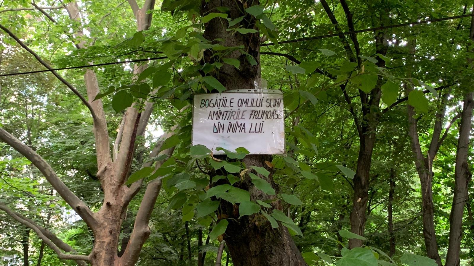 Imagini inedite cu mesajele motivaționale de pe copacii din zona de sud ...