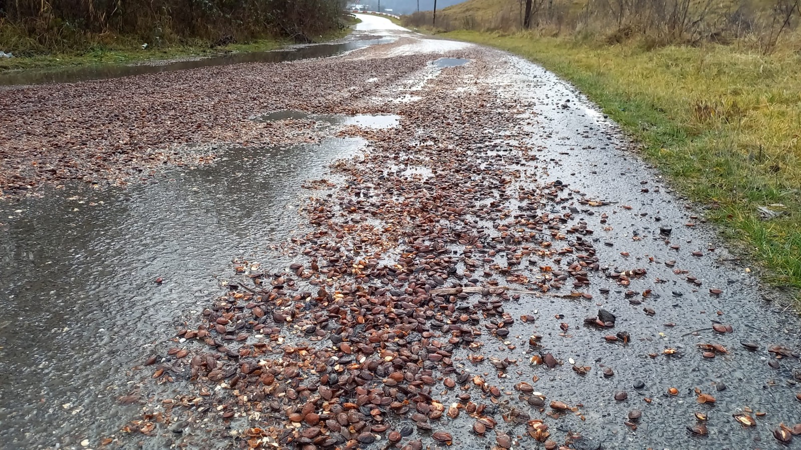 În urma ploilor torențiale, sute de kilograme de borhot au ajuns pe ...
