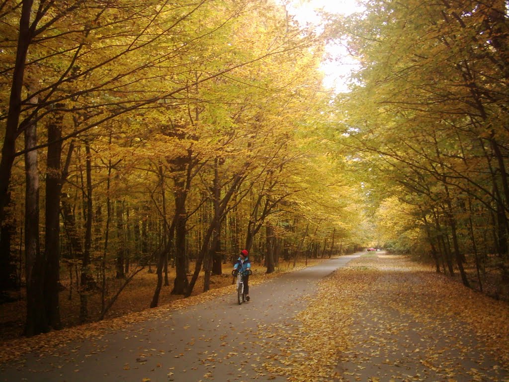 Zonă de promenadă în pădurea de la Păulești - Observatorul Prahovean