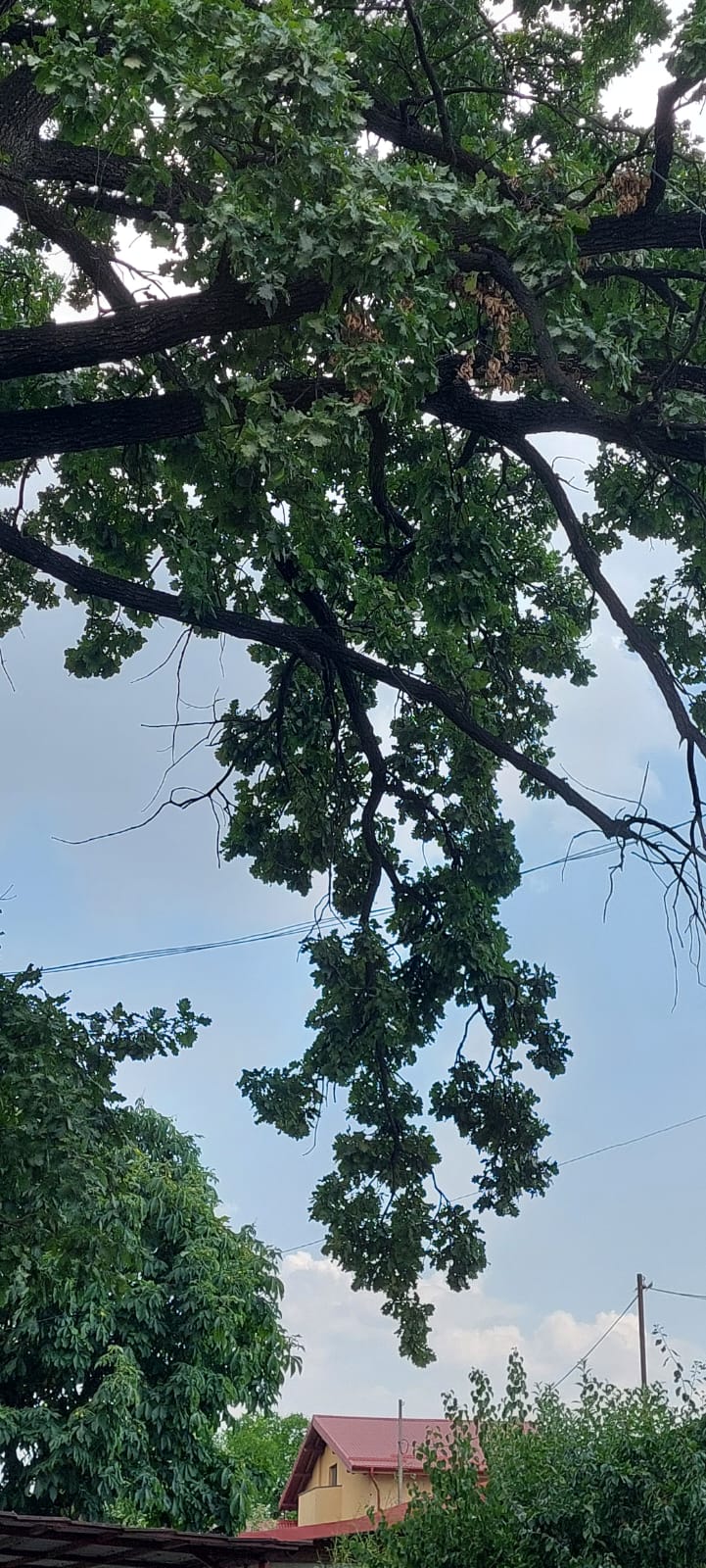 Siguranța rutieră și pietonală de pe strada Tudor Vladimirescu din ...