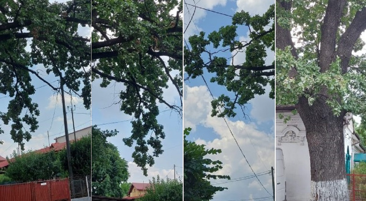 Un copac uscat pune în pericol traficul și pietonii pe strada Tudor ...