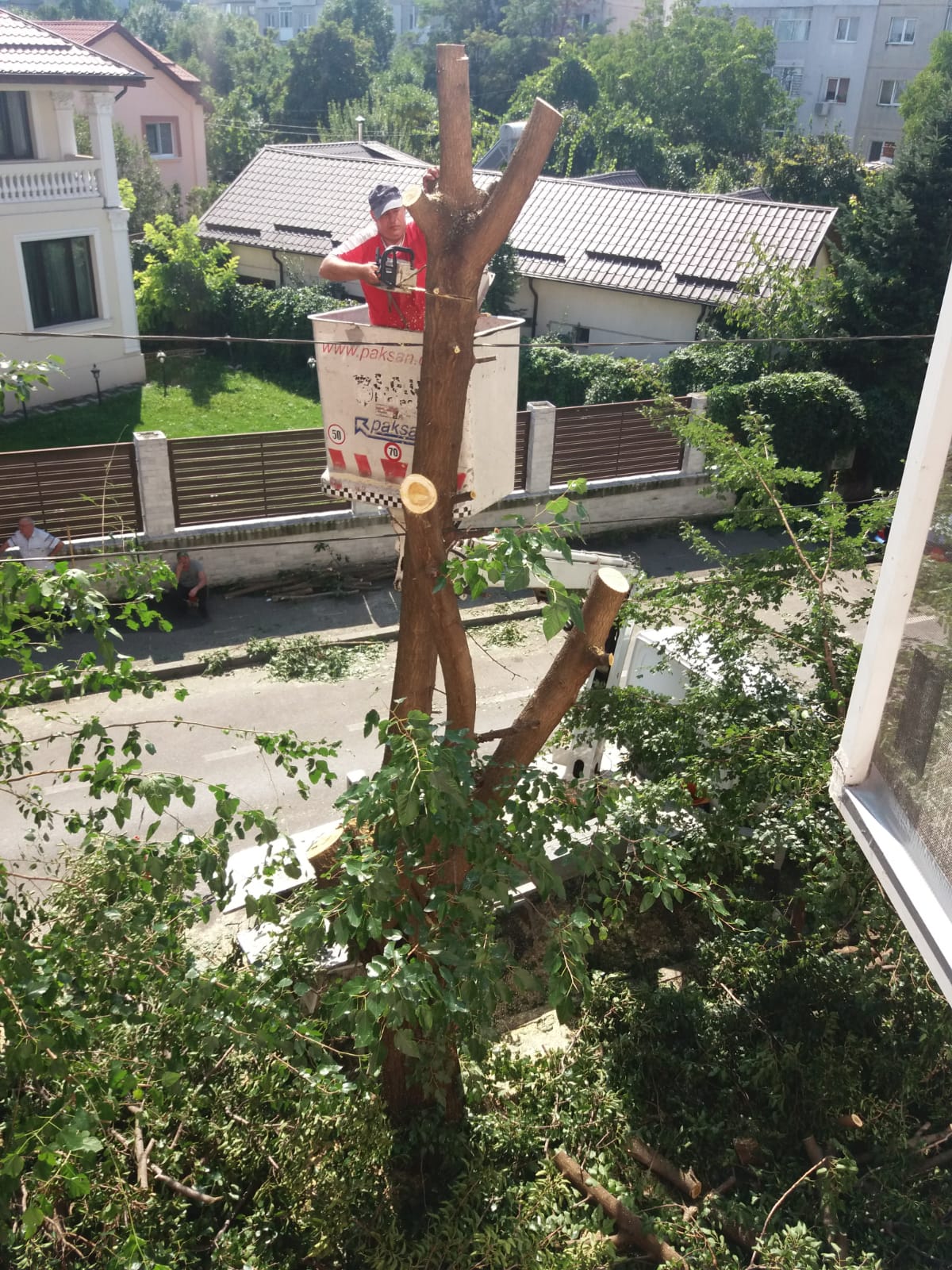 Cum justifică SGU Ploiești doborârea unor arbori care nu erau uscați ...