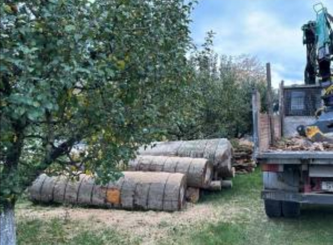 Tăieri ilegale de bușteni în curtea Poliției din comuna Arbore ...