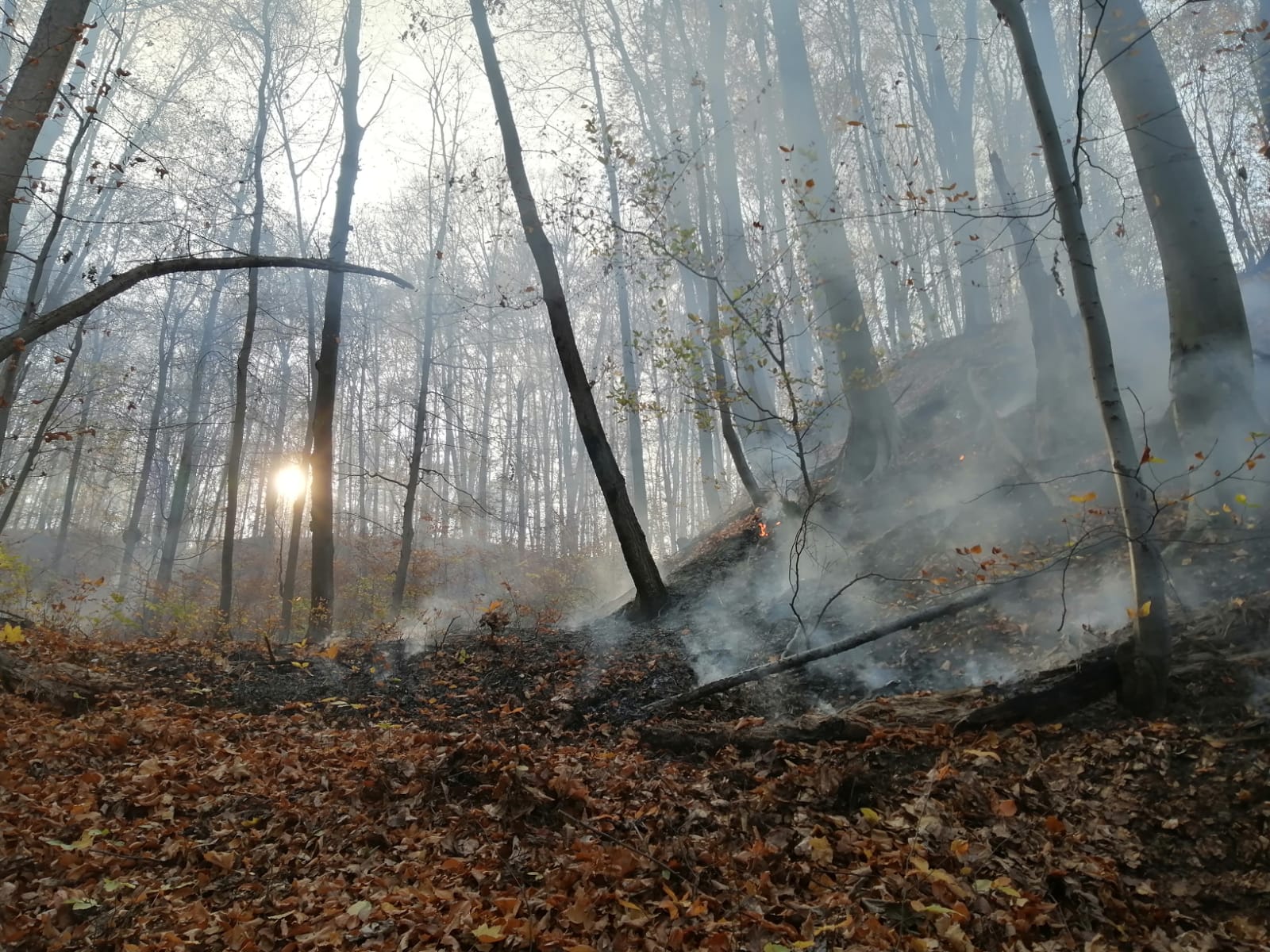 Imagini de la incendiul de pădure din Prahova, de la Șoimari-FOTO ...