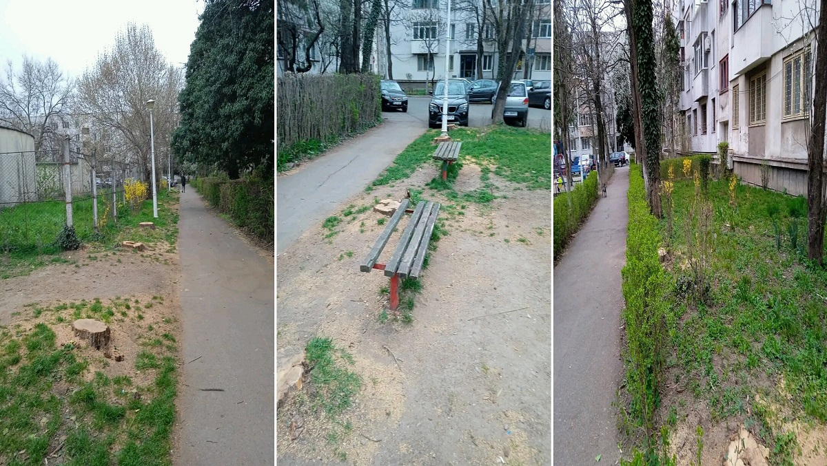 O ploieșteancă acuză tăierea mai multor copaci „sănătoși” din zona de ...