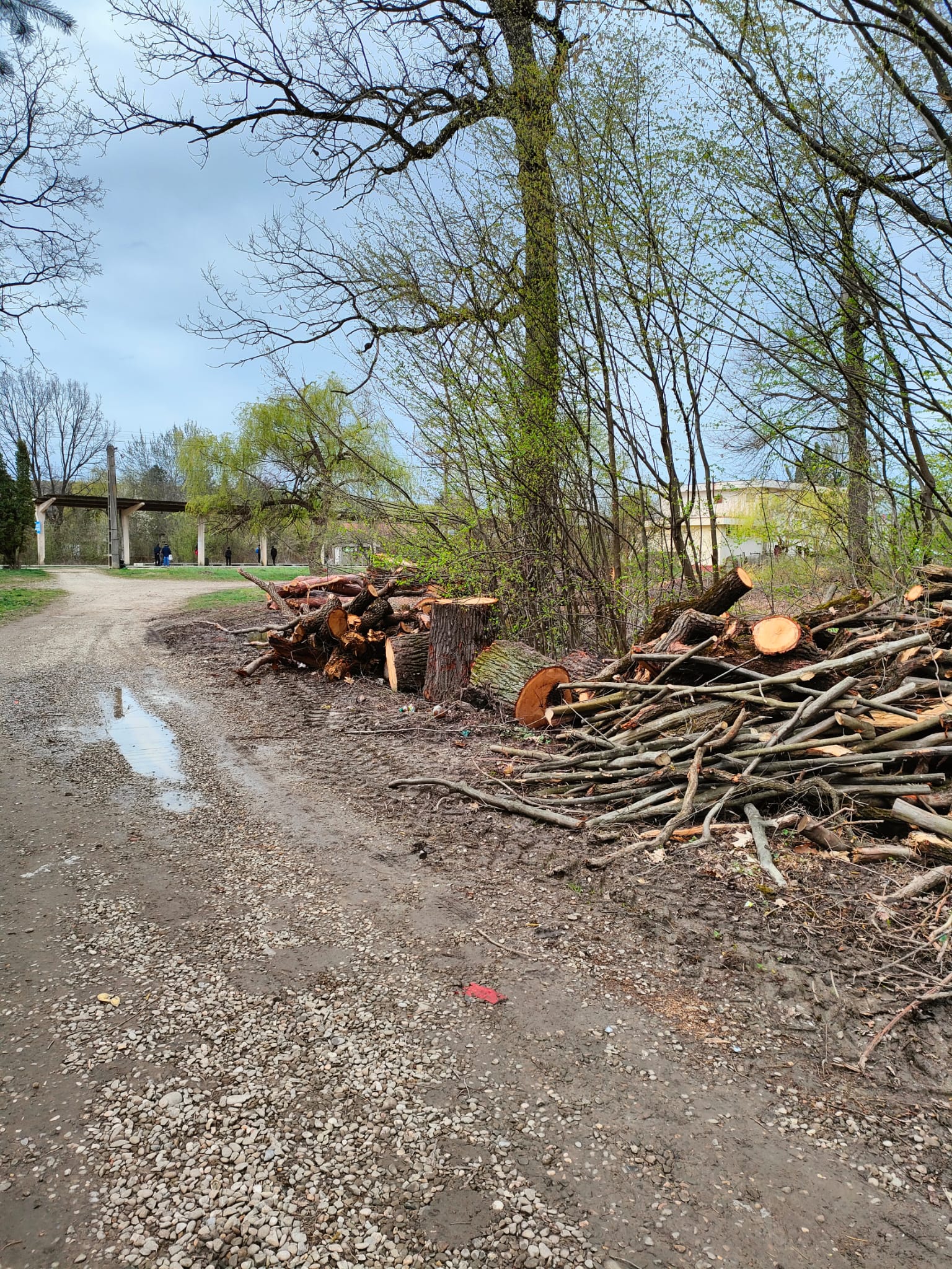 Sesizarea cititorului: Lângă gara din Plopeni sunt tăiați mai mulți ...