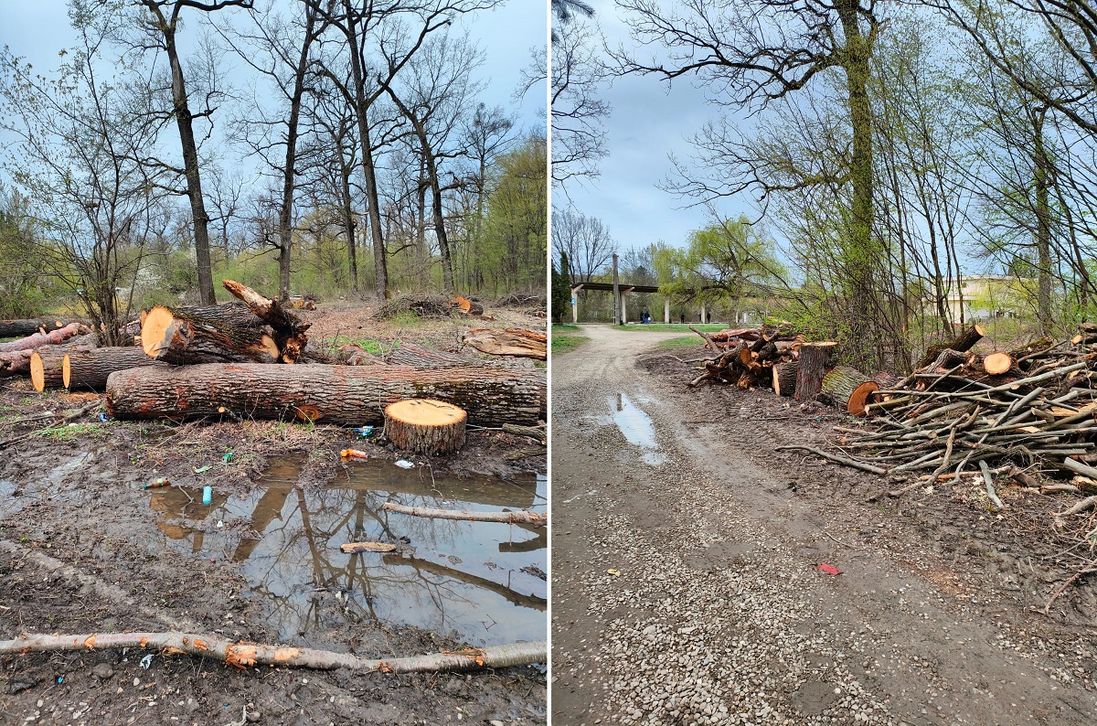 Sesizarea cititorului: Lângă gara din Plopeni sunt tăiați mai mulți ...