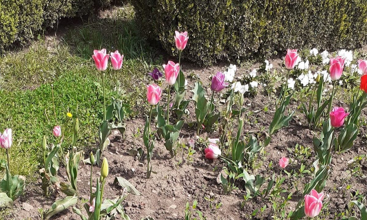 Amenzi pentru cei care rup florile de pe domeniul public în Ploiești ...