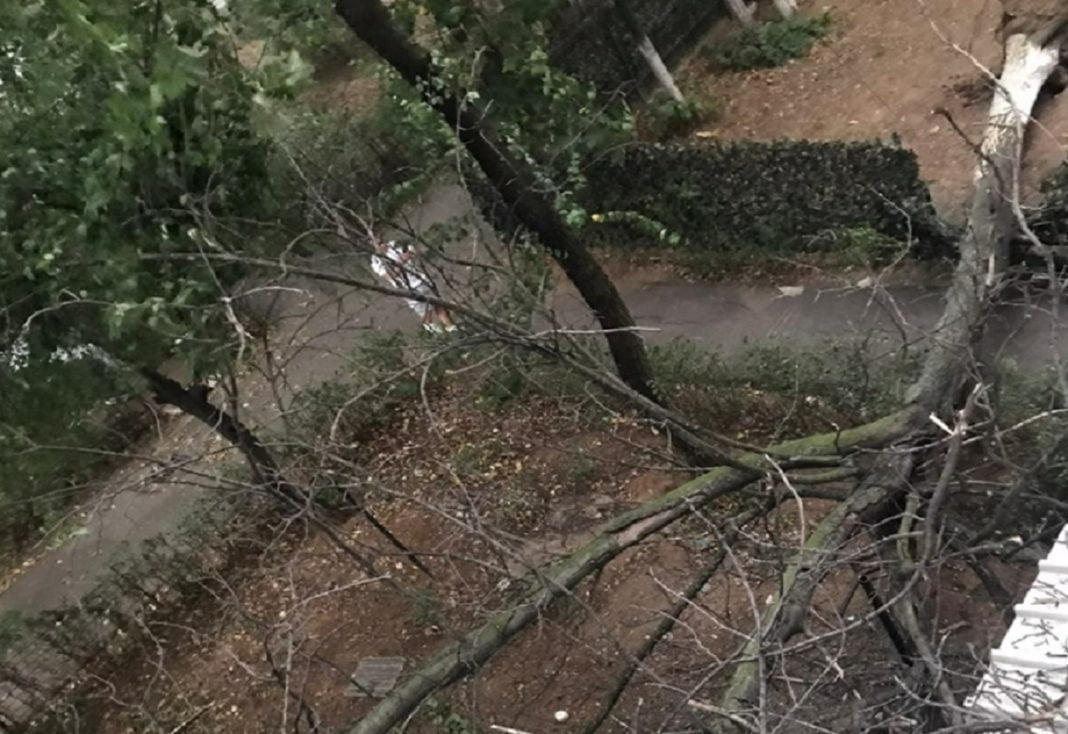 Reacția SGU după ce un copac uscat a fost doborât de vânt la un bloc ...