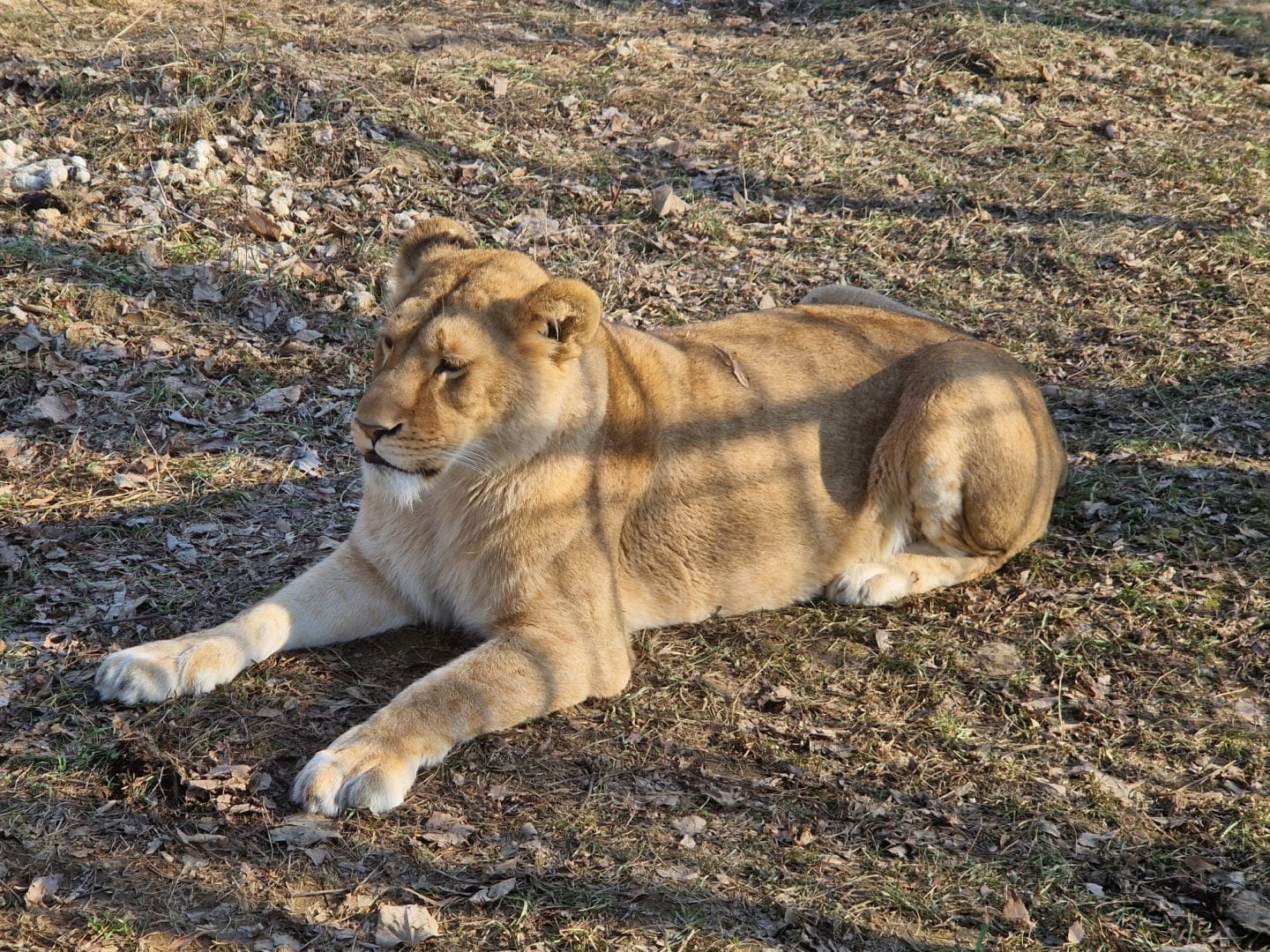 Povestea neștiută a animalelor de la Zoo Bucov. Cel mai în vârstă ...