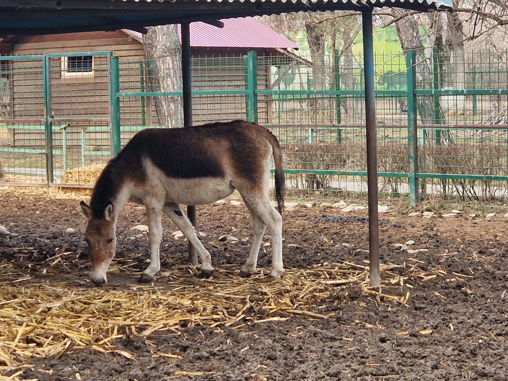 Povestea neștiută a animalelor de la Zoo Bucov. Cel mai în vârstă ...