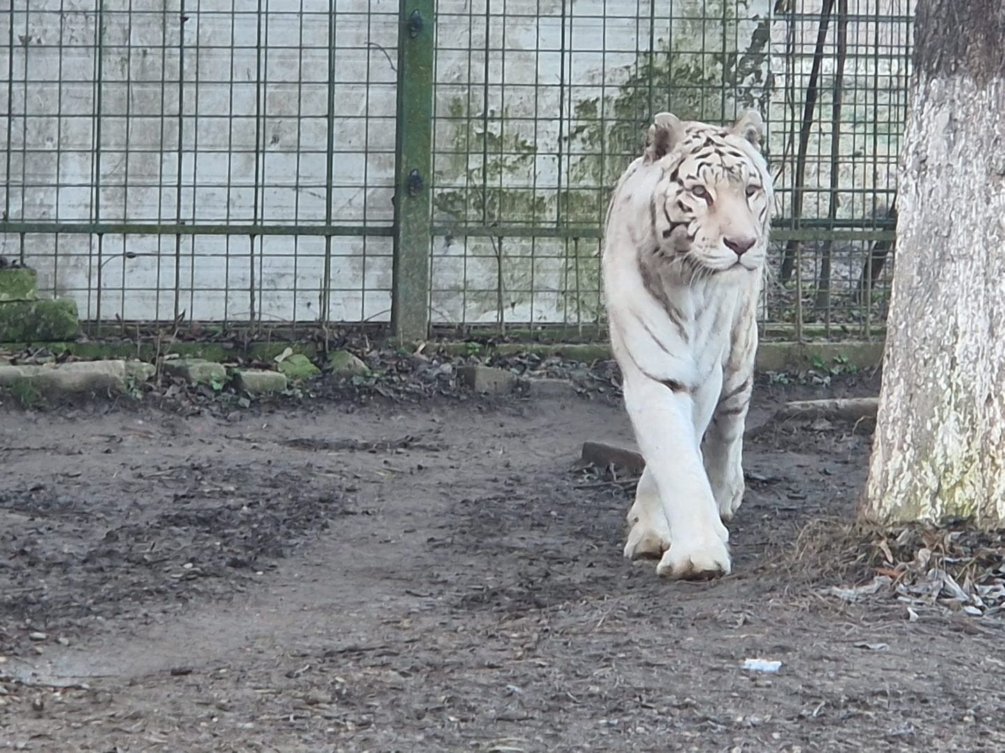 Povestea neștiută a animalelor de la Zoo Bucov. Cel mai în vârstă ...