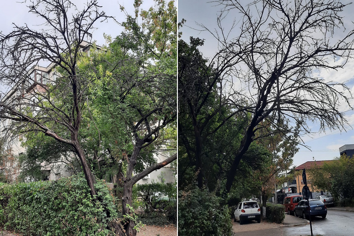 Locuitorii de pe strada Cosmonauților se plâng de arborii uscați dar ...