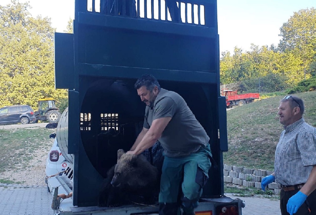 Pui de urs găsit lângă o ursoaică în agonie în județul Prahova ...