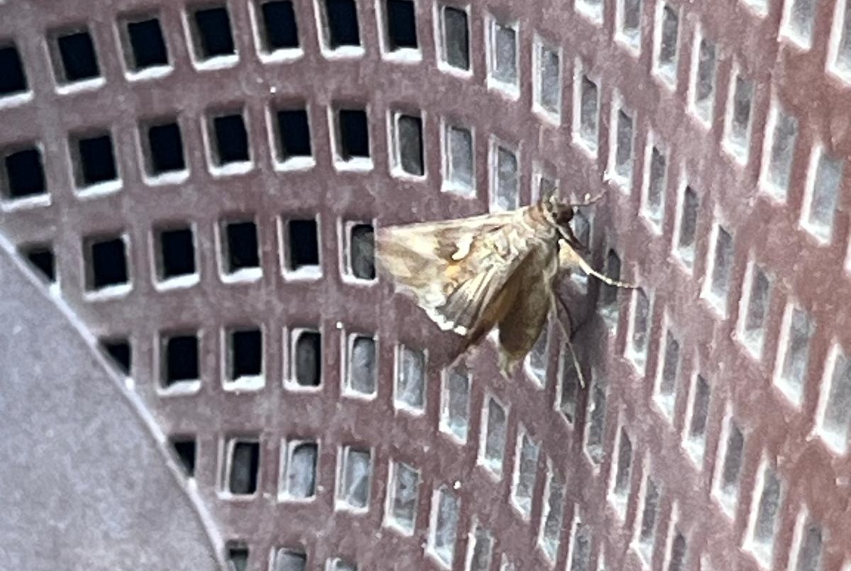 Noi detalii despre fluturii care au invadat Ploieștiul - Observatorul ...