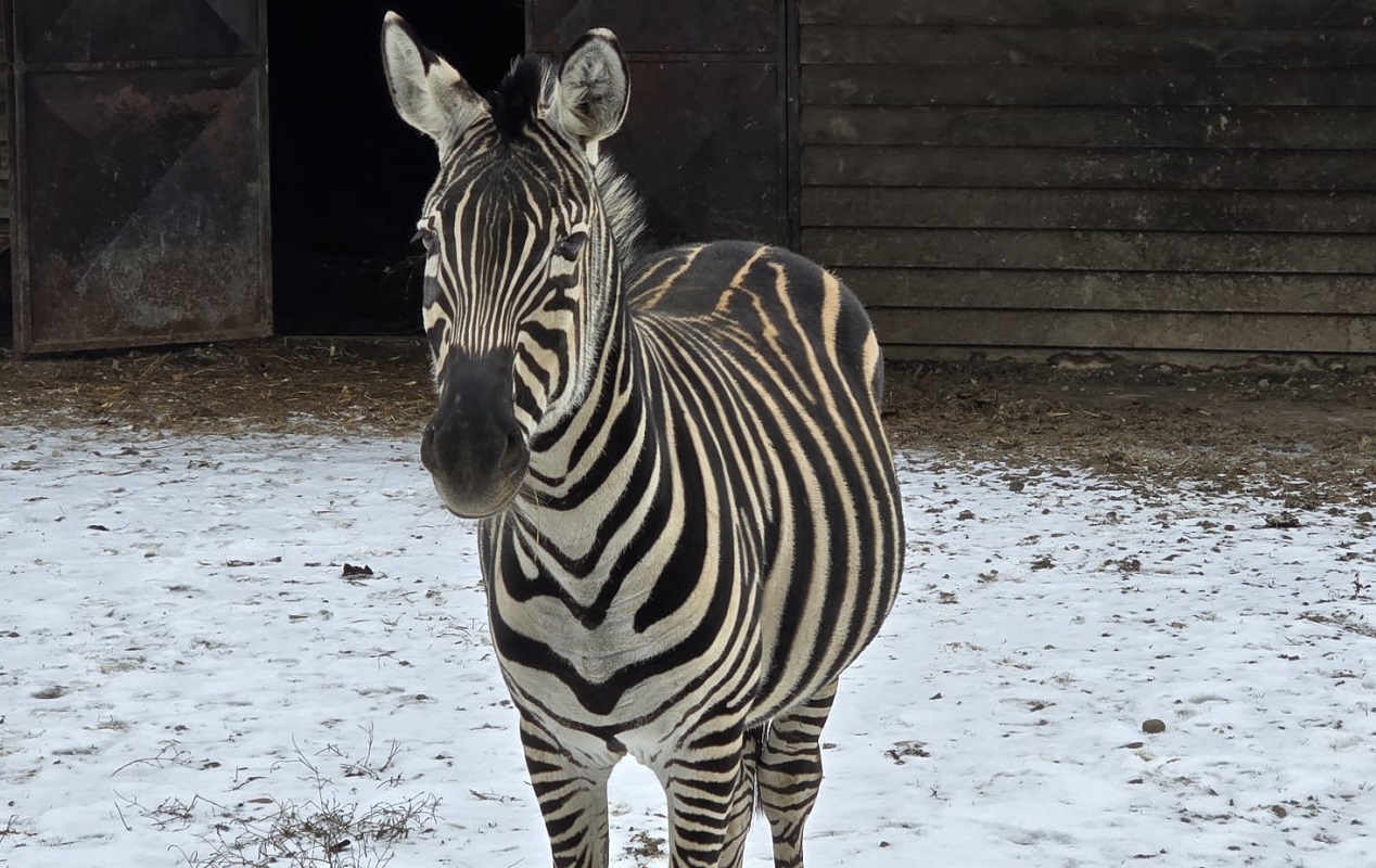 Ger năprasnic la Zoo Bucov: leii au pardoseală încălzită, maimuțele ...