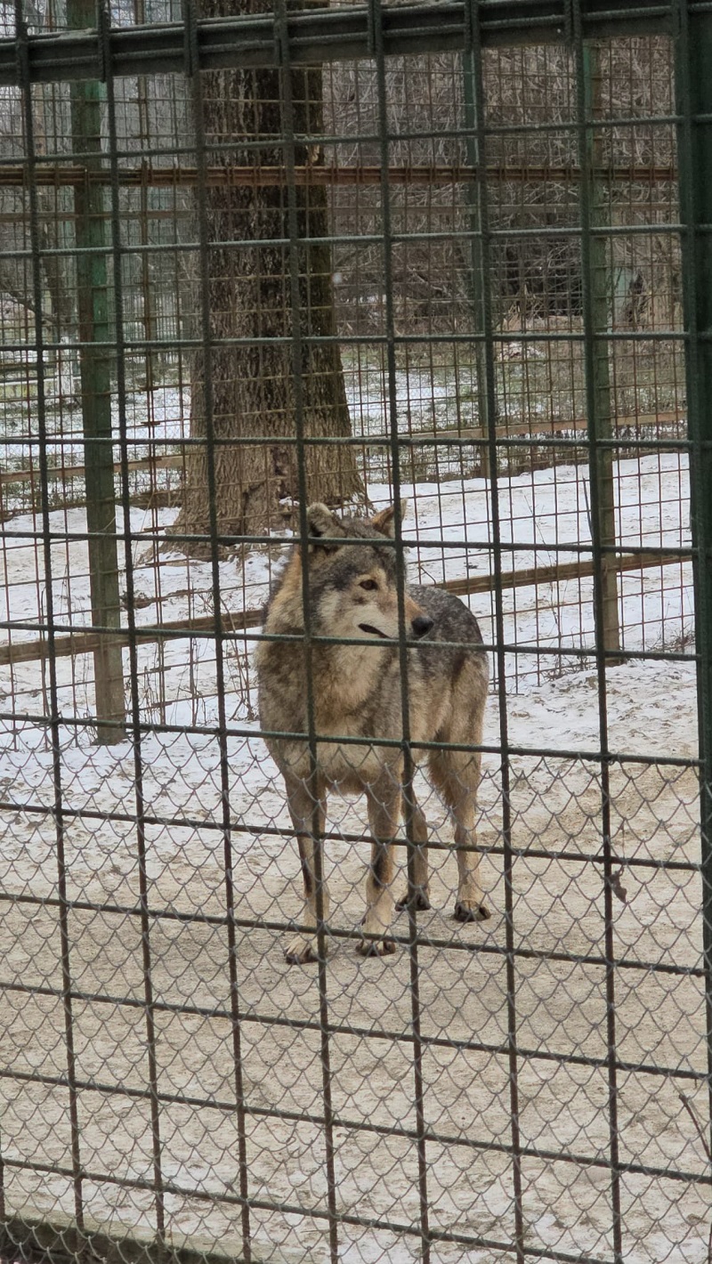 Ger năprasnic la Zoo Bucov: leii au pardoseală încălzită, maimuțele ...