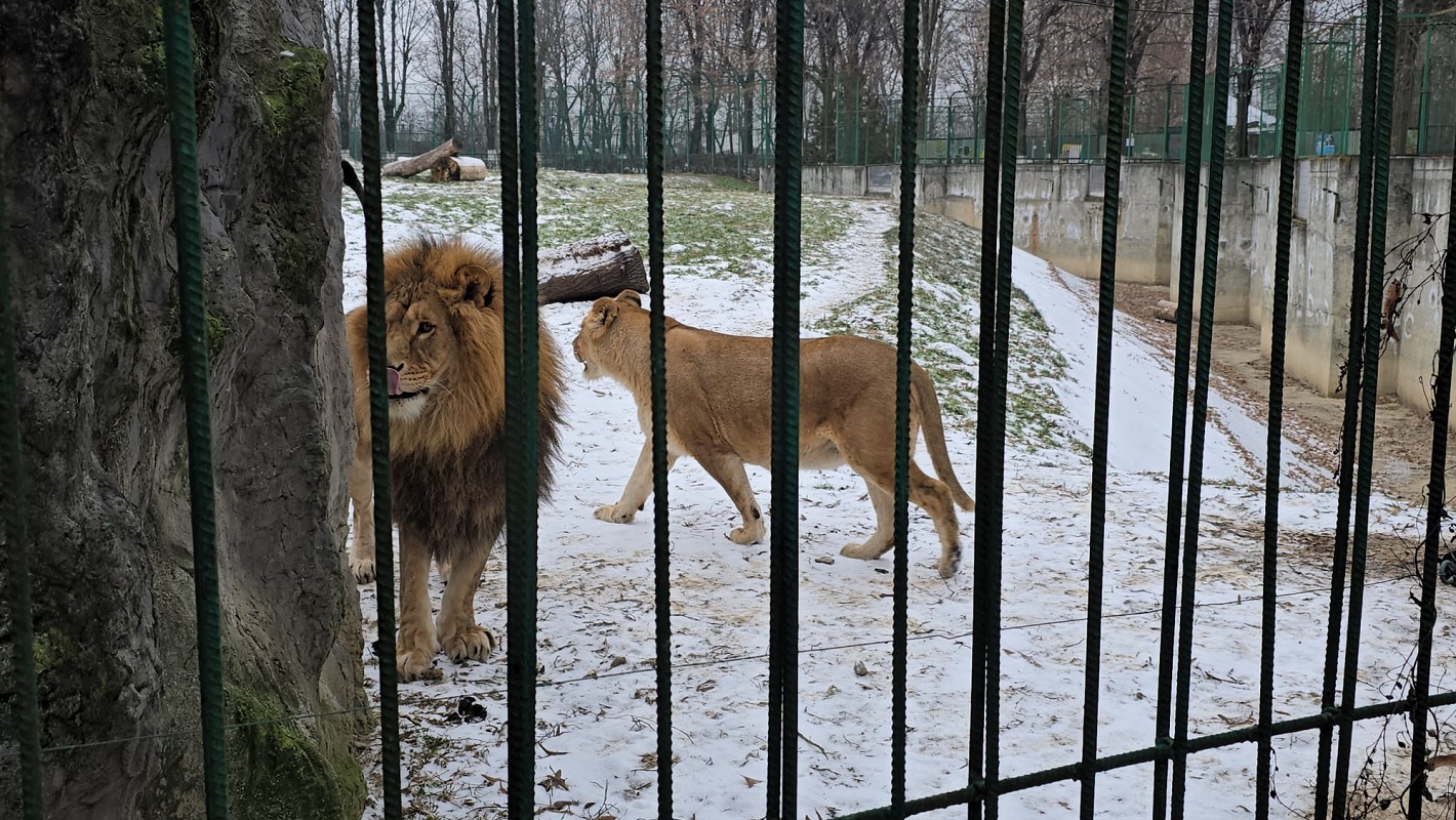 Ger năprasnic la Zoo Bucov: leii au pardoseală încălzită, maimuțele ...